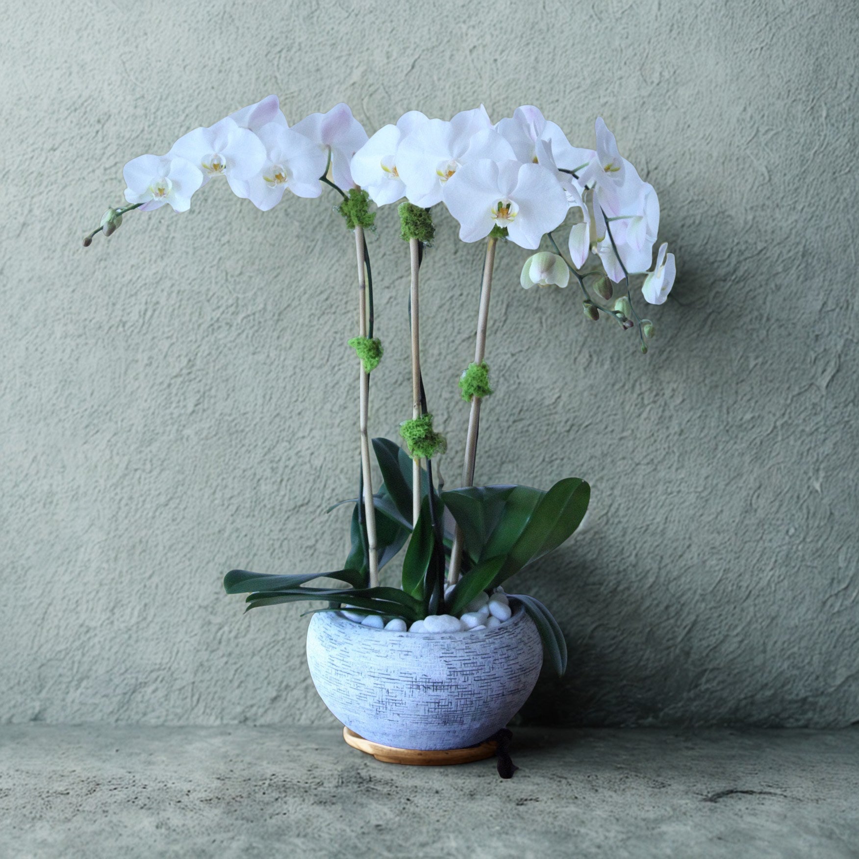 Triple White Orchid Subscription | Anniversary | Alaric – Alaric Flower ...