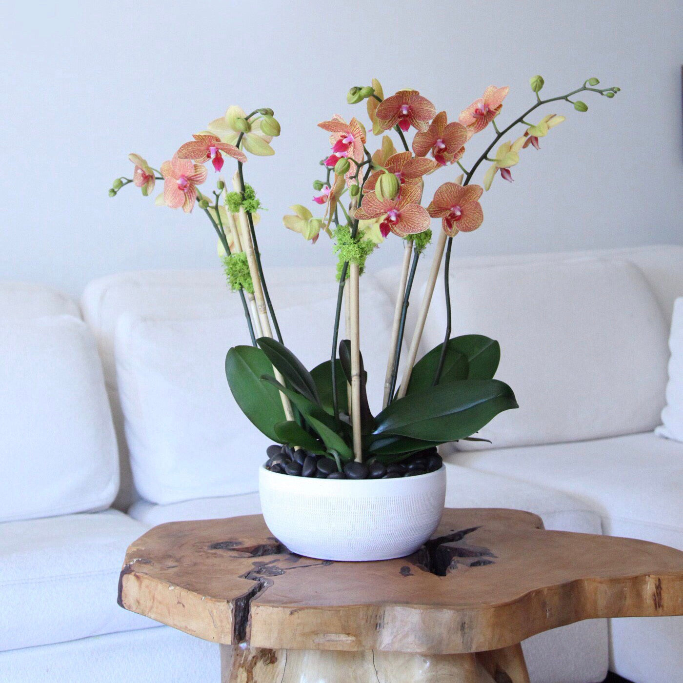 J'adore - Kaleidoscope Orchids In a White Vase – Alaric Flower Design ...